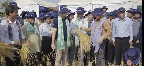 ពូជស្រូវក្រអូបថ្មីឈ្មោះចំប៉ីស៧០ Cps70 ជាពូជ