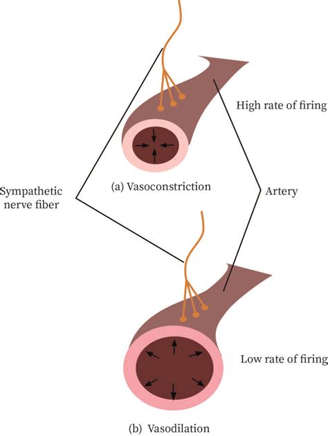 Dual Innervation Bartleby