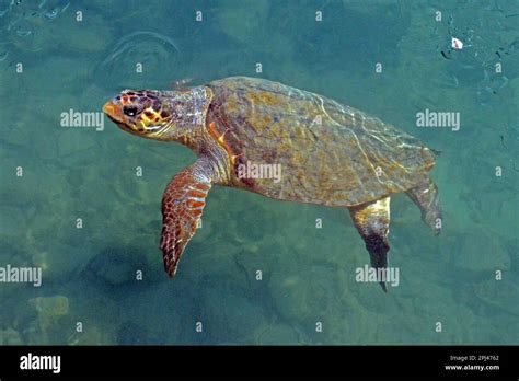 Greece Island Of Kastellorizo Megisti Adult Loggerhead Sea Turtle