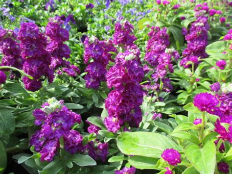 1000개 이상의 비단향꽃무 이미지 스톡 사진 그림 및 Royalty Free 이미지 Istock