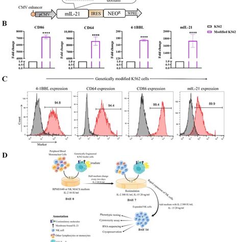 Generation And Identification Of Tumor Reactive T Cells A The
