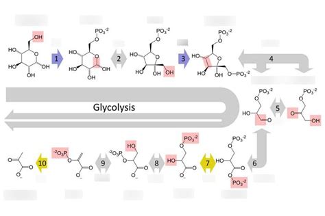 Diagram Of BIOC 2580 Glycolysis Quizlet