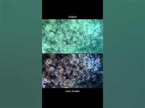 Underwater Color Grading From Gopro 11 Underwaterwonders Colorgrading