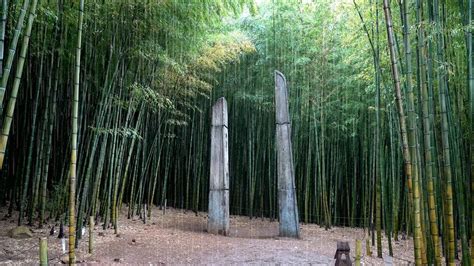 영화촬영 명소에서 듣는 빗소리 명상과 숙면을 위한 대나무숲 백색소음 공부와 집중에 효과 Youtube