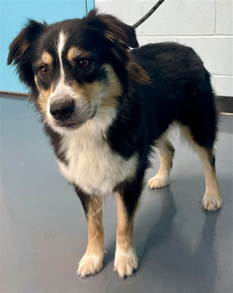 Adopt Tiger Lilly Today Pets Thecountyoffice