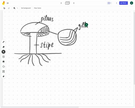 Coprinus Slide Labeled Basidia