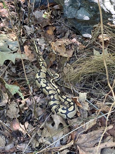 Ball Python Reportedly Found In Jamaica Plain The Boston Globe