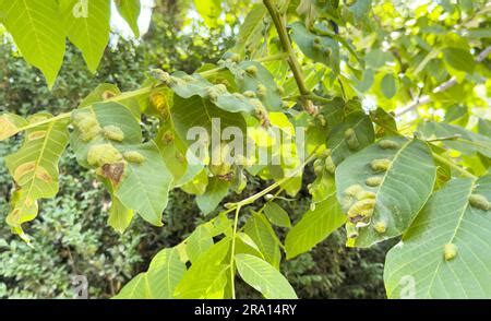 Bacteria Atacks Trees Leaves Disease Of Fruit Trees Plant Disease Close Up Redness Leaves Of