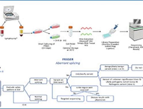 Trap Seq Translating Ribosome Affinity Purification Trap Followed By Rna Sequencing