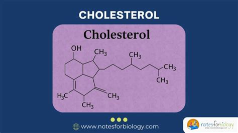 Cholesterol Structure And Synthesis Pathways Functions