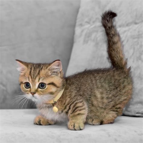 Teacup Cats Breeds