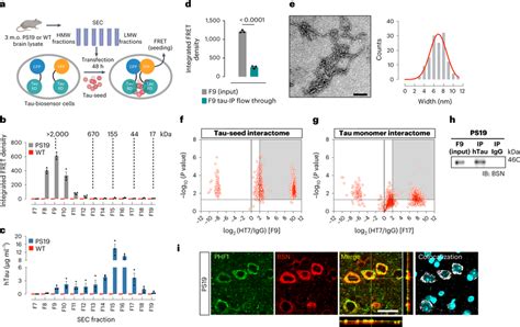 A High Molecular Weight Tau Seed Interacts With Bsn Protein A Download Scientific Diagram