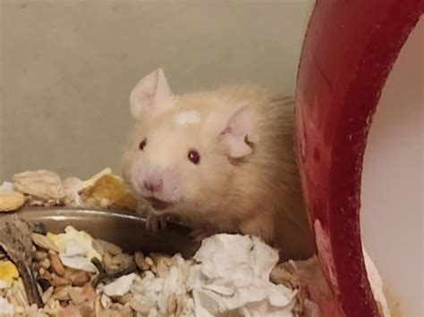 Charleston Chew Mainely Rat Rescue
