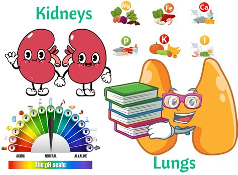 Lab Values Illustrated Nursing Lab Values Illustrated Nursing