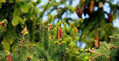 Types Of Evergreen Trees With Identification Guide Pictures And Names