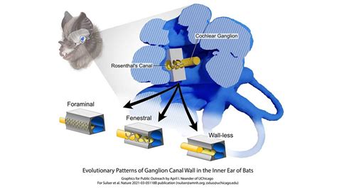 Bat Muscle Diagram