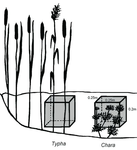 The Sampling Area Of Periphytic Communities For Epiphytic Algae And Download Scientific