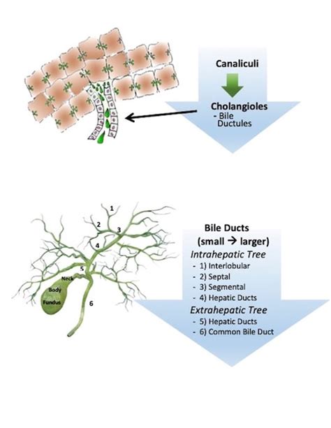 Biliary Tree Biliary Tract Intrahepatic And Extrahepatic Components
