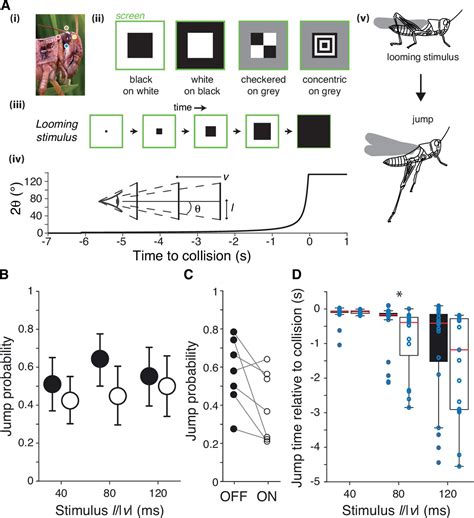 Contrast Polarity Specific Mapping Improves Efficiency Of Neuronal