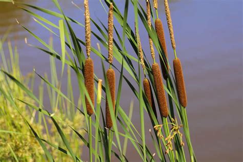 Cattail Plant