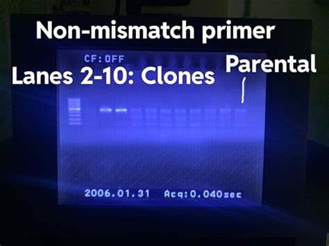 Pcr Mismatch Assay Results Dont Match Sequencing Rlabrats