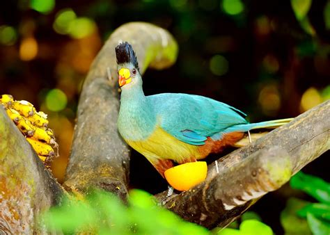 8 Great Blue Turaco Facts Corythaeola Cristata Storyteller Travel