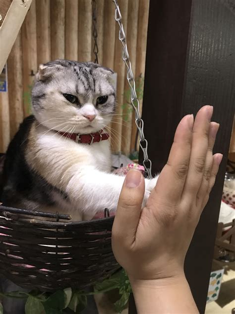 Grumpy Kitty Reluctantly Gives High 5 R Aww