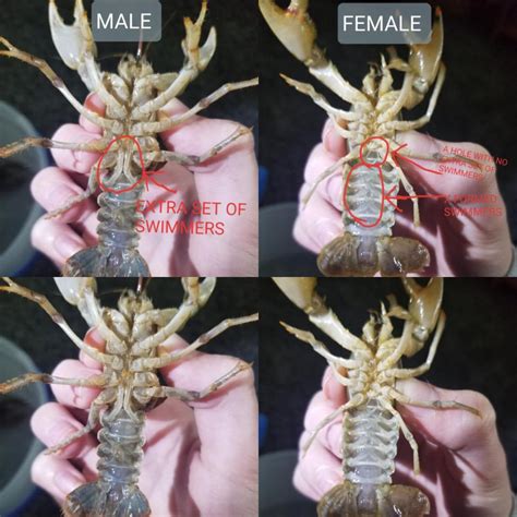 How To Identify Crayfish Gender Crayfish