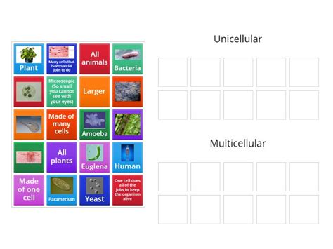 Unicellular Vs Multicellular Group Sort