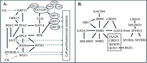Frontiers Bioenergy Sorghum Nodal Root Bud Development Morphometric
