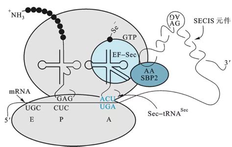 硒代半胱氨酸作用（作用机理和理化性质） 硒宝网