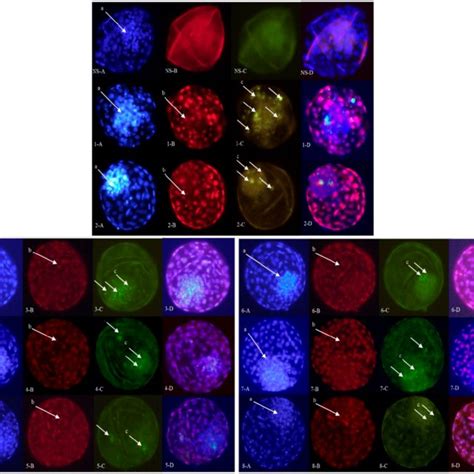 Differential Apoptotic Staining Of The Expanded Blastocysts Eight