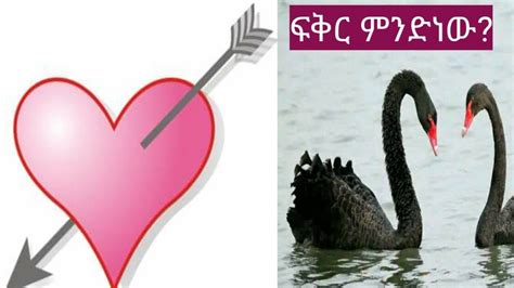 ፍቅር ምንድነው ፍቅር እና ልብ ምን አገናኛቸው Youtube