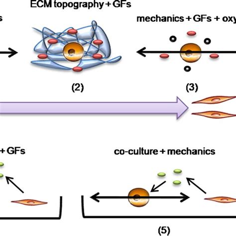 Effect Of Ecm Topography On Tendon Differentiation A Some Important Download Scientific