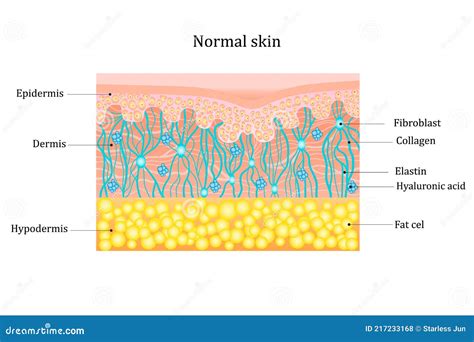 Structure Human Skin With Collagen And Elastin Fibers Fibroblasts Layers Of The Human Skin