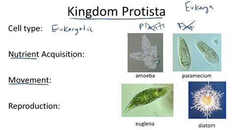 Taxonomy Example 5 Video Biology CK 12 Foundation