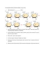 Chemistry Biochemistry Activity Upload Docx Chemistry Biochemistry Worksheet Make A Copy Of