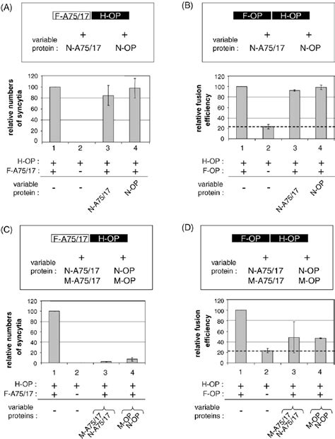 Synergistic Modulation Of Syncytia Formation By The Matrix And The Download Scientific Diagram
