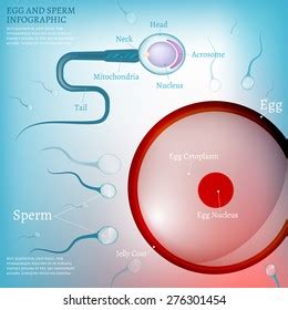140 Sexual Intercourse Anatomy 图片、库存照片和矢量图 Shutterstock