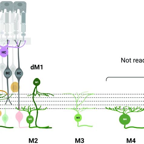Summary Of Iprgc Intraretinal Signaling Routes In The Retina Left Download Scientific