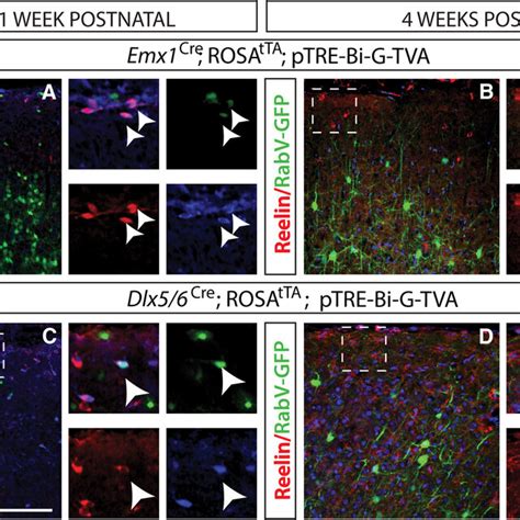 Inhibitory Interneurons And Pyramidal Neurons Receive Presynaptic Download Scientific Diagram