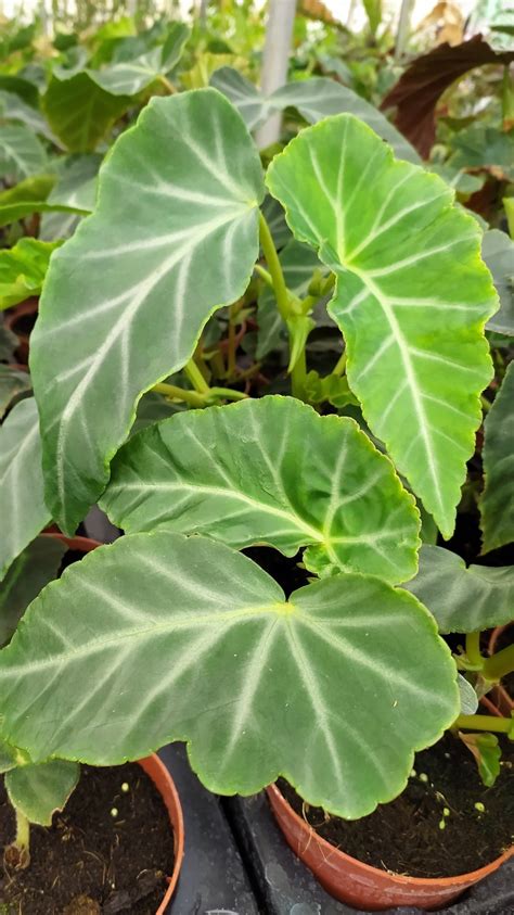Begonia Angularis Viveros El Jardín