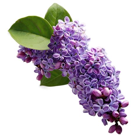 [200 ] Lilac Png Images