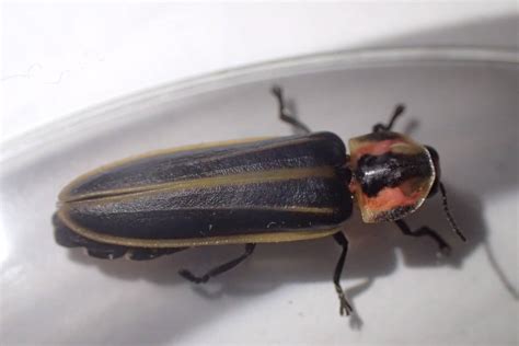 Status And Conservation Firefly Atlas