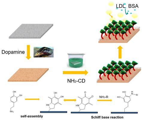 Facile Preparation Of β Cyclodextrin Modified Polysulfone Membrane For Low Density Lipoprotein
