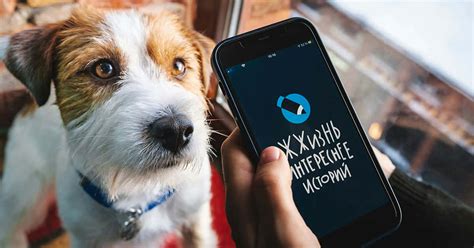 React Native Pet Tracking Mobile App Development Appilian