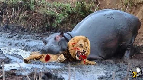 مستند جدید رازبقا حیات وحش جدید حمله شیرها به بچه اسب آبی فیلو