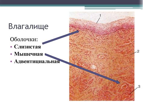 Женская половая система презентация онлайн