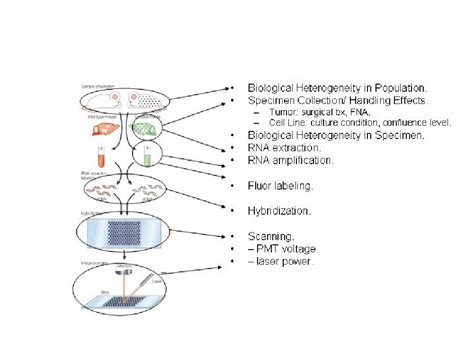Capítulo 4 Diseño De Experimentos De Microarrays Analisis De Datos ómicos