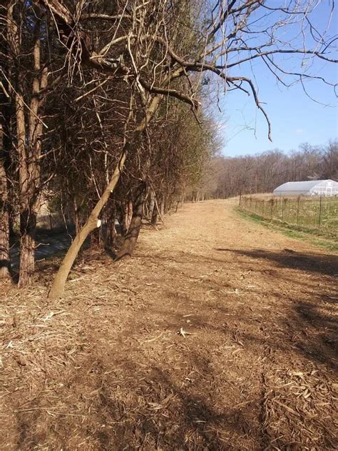 Forestry Mulching Before And After With Pictures FarmingThing Com